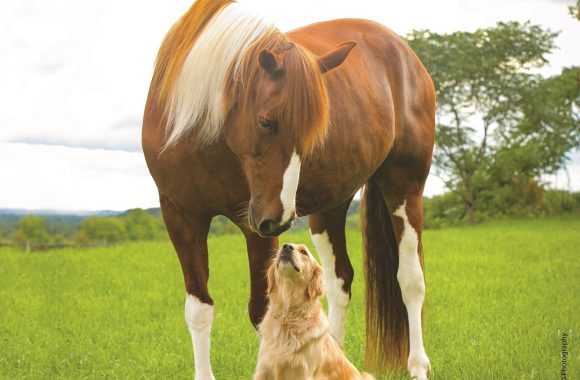 Omega Alpha Canada – Effective Supplements Through Science